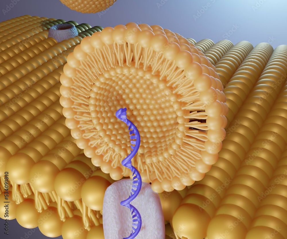 liposome RNA transfer into cell's membrane 3d rendering Stock ...