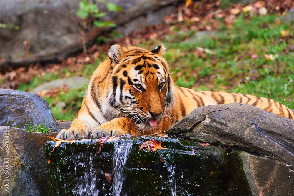 Tiger drinking water from a small waterfall in the zoo. Stock Photo ...