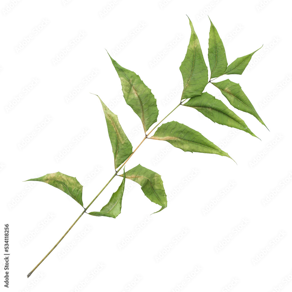 Dry neem leaves isolated on transparent background Stock Photo | Adobe ...