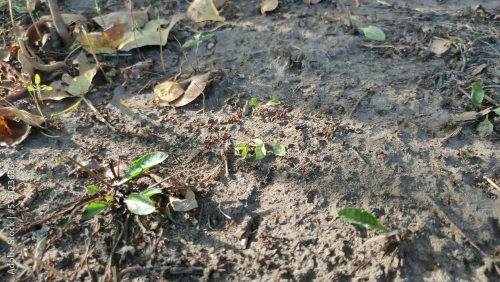 huge ants crawl on the brown earth a lot of hard workers insects run ...