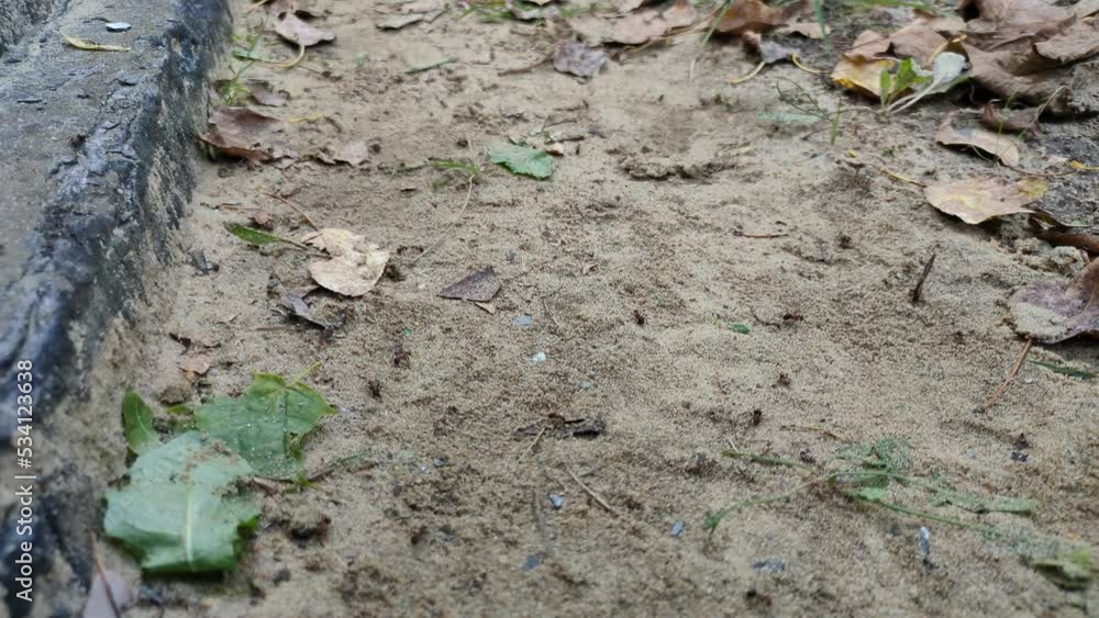 huge ants crawl on the brown earth a lot of hard workers insects run ...