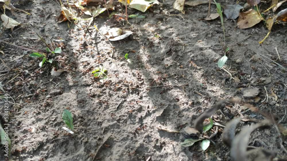 huge ants crawl on the brown earth a lot of hard workers insects run ...