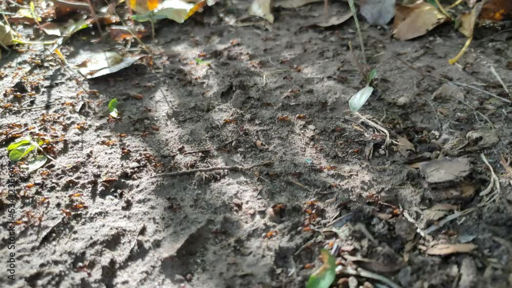 huge ants crawl on the brown earth a lot of hard workers insects run ...