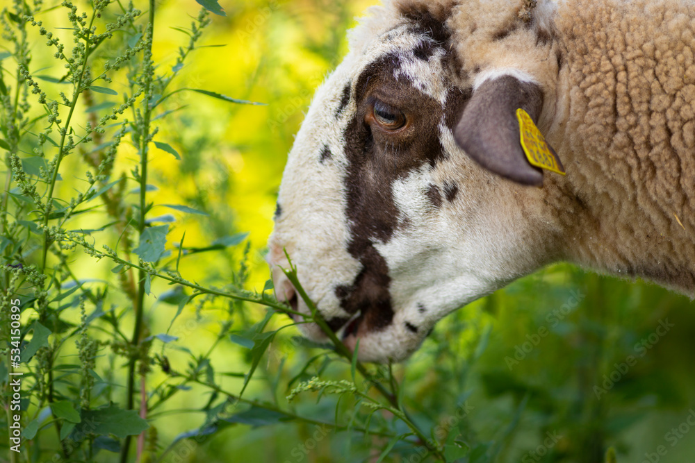 Retrato de una joven oveja (borrega) de raza ripollesa (ovella ...
