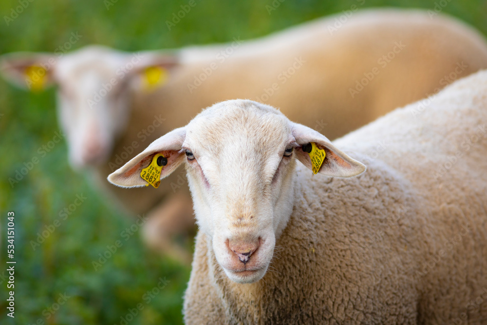 Retrato de un joven carnero blanco con hierba verde de fondo (ganadería ...