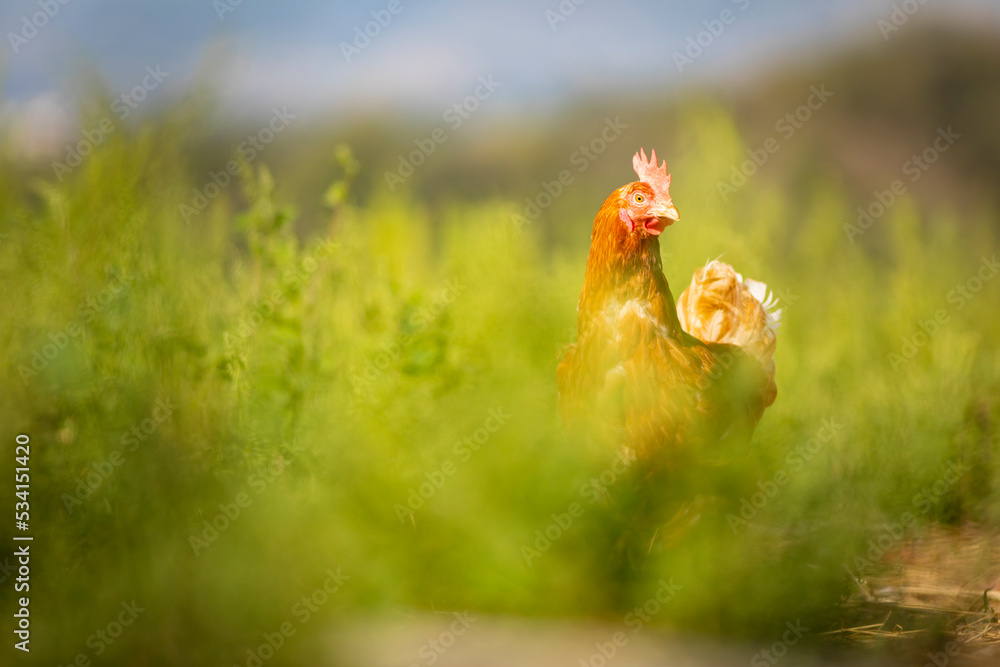 Gallina libre comiendo en la hierba matinal (ave de corral, huevos ...