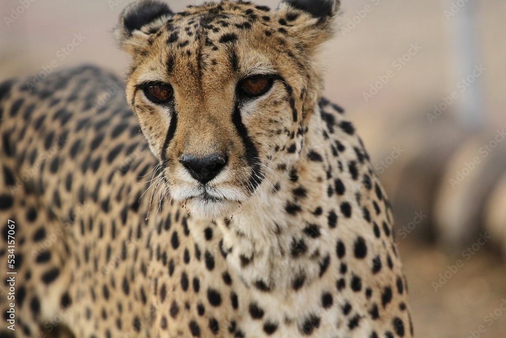 Iranian Cheetah Vector