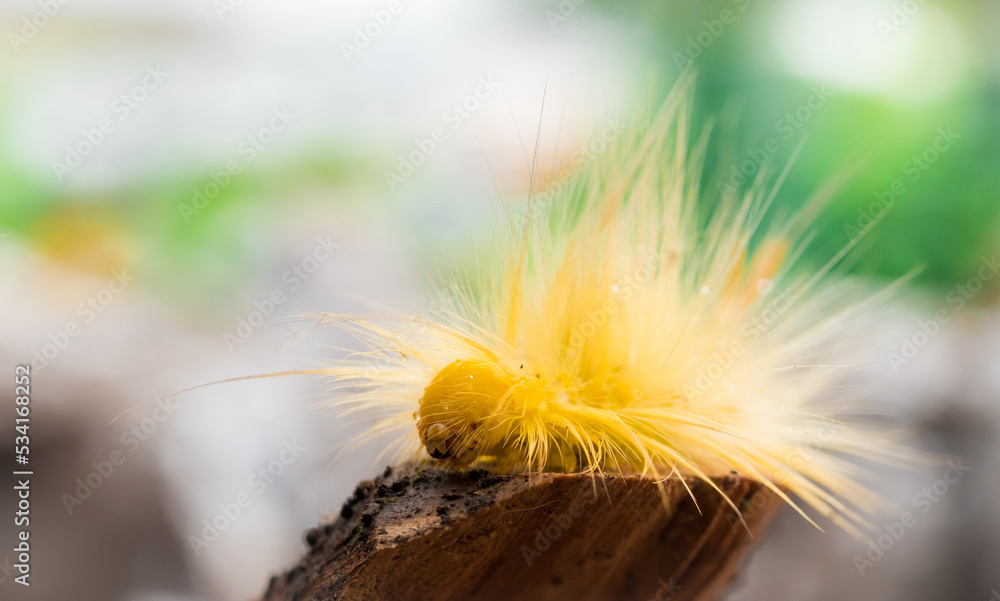 Yellow tussock moth, yellow worm, Yellow furry caterpillar Stock Photo ...