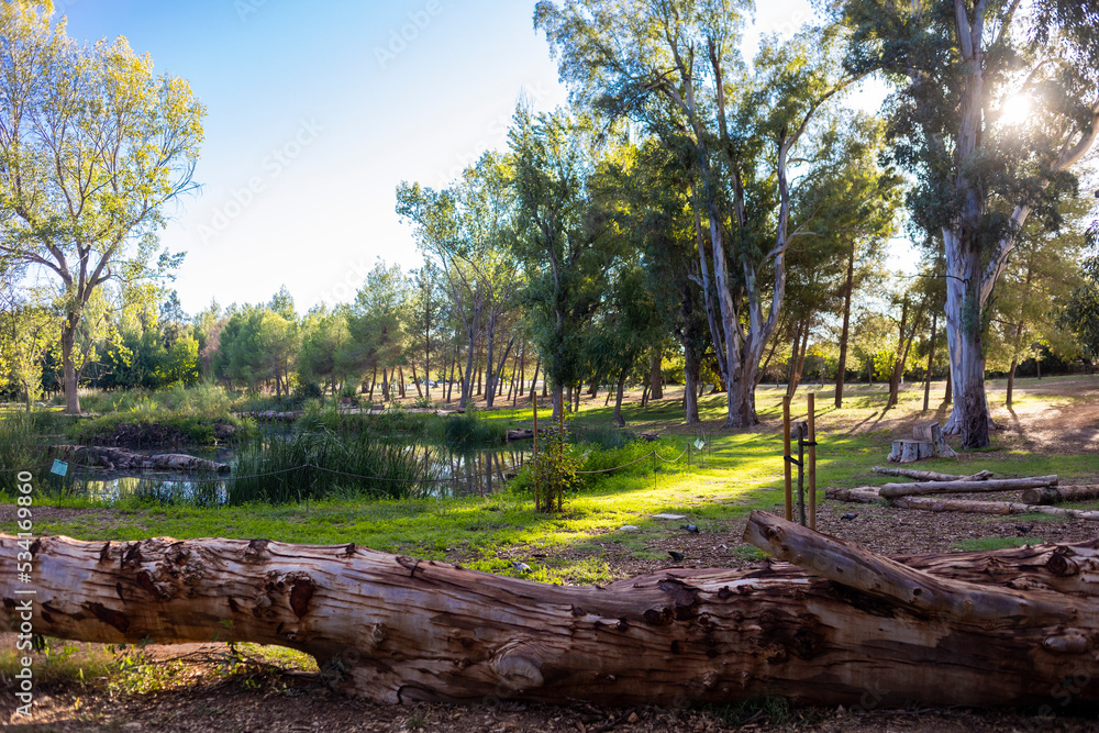 Parque con árboles en día soleado Stock Photo | Adobe Stock