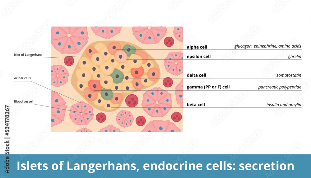 Islets of Langerhans, endocrine cells: secretion. Endocrine cells ...