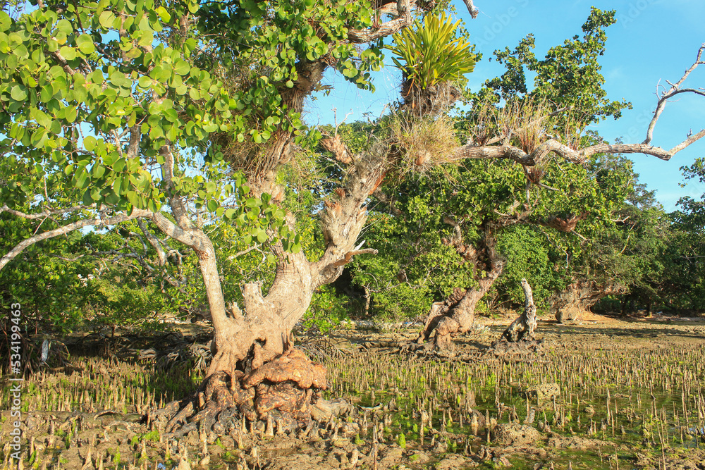 Large mangrove trees that stand parallel to the mainland coast Stock ...