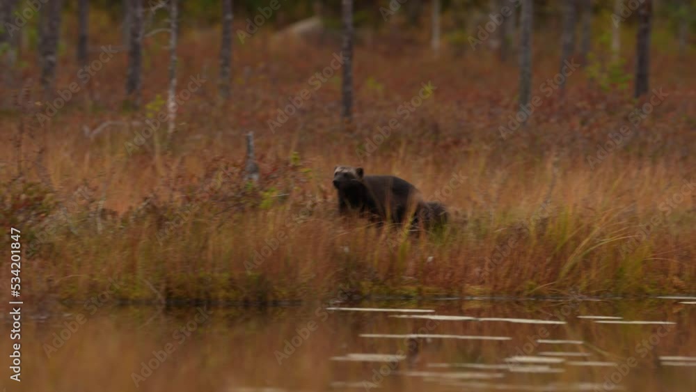 Wolverine running around lake. Wolverine in Finland taiga. Wildlife ...