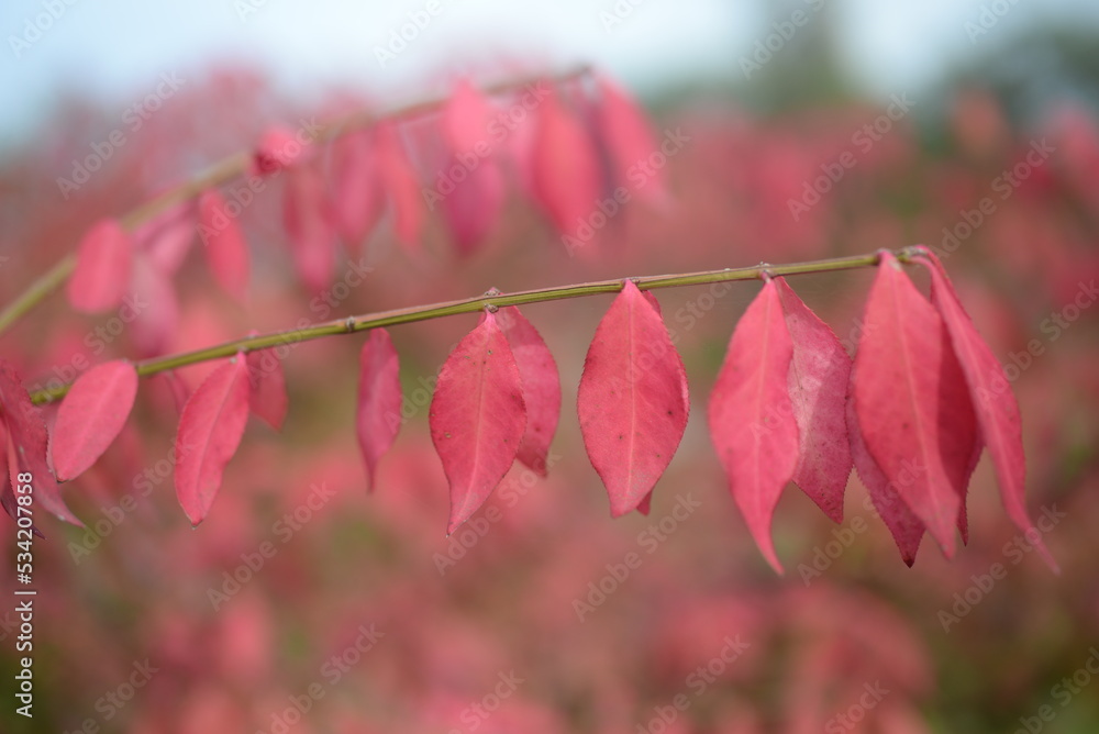 bright red autumn leaves of an ornamental shrub Euonymus alatus ...