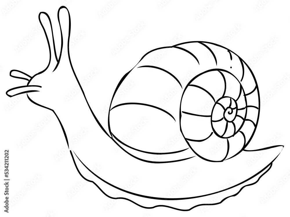 Snail line art illustration, Cartoon animal drawing. PNG, with ...