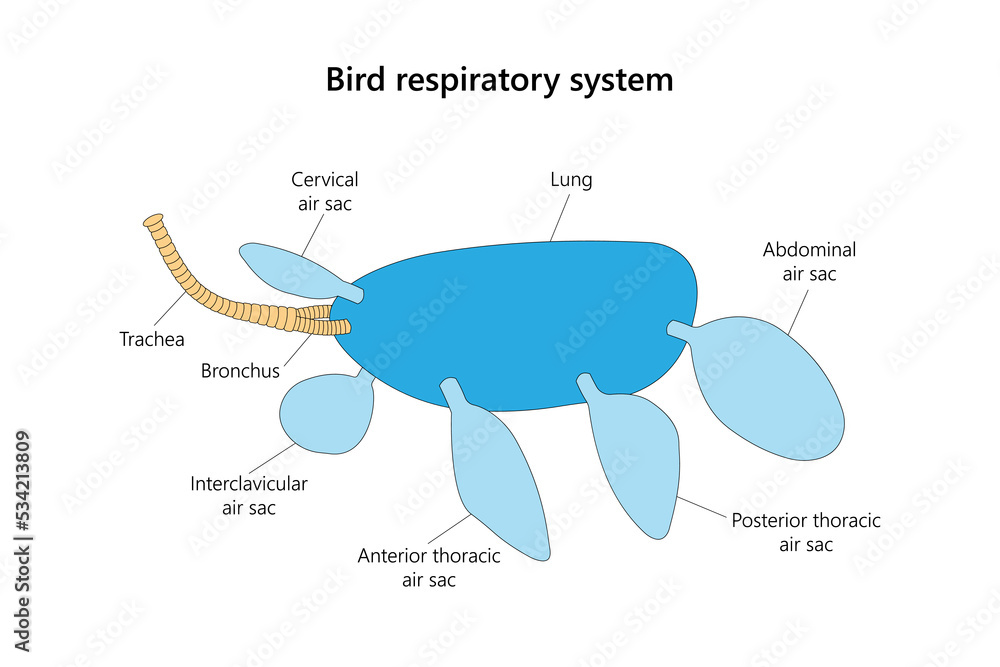 Bird respiratory system in lateral view. Vector illustration. Stock ...