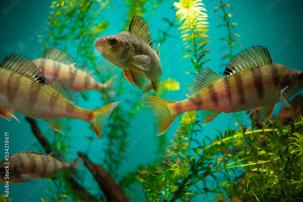 Underwater photo of The European Perch - Perca fluviatilis. common ...