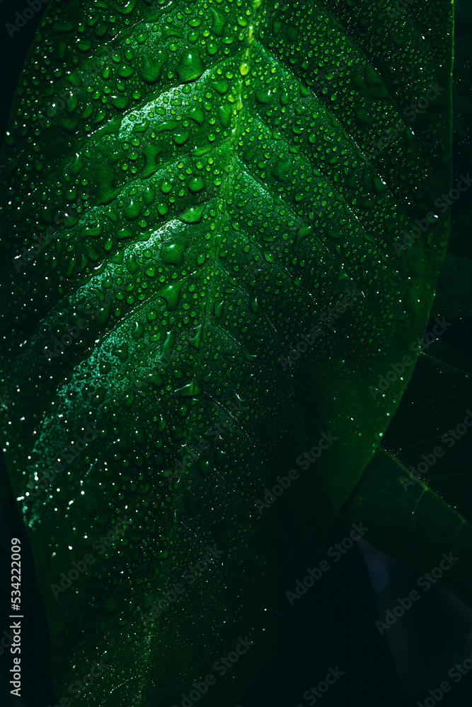 Beriba leaf with rainwater drops. Photo for wallpaper with blur in high ...