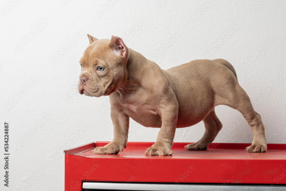 an american bully puppy, posing on a red base, looking to the side ...