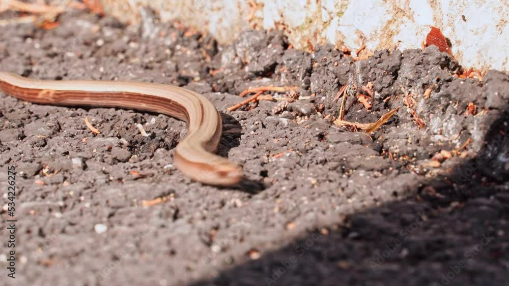 Close-up of a small baby brown snake crawling on the ground in search ...