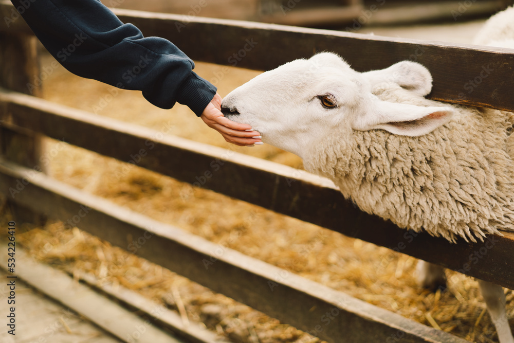 Border Leicester is one of the oldest English long-haired sheep breeds ...