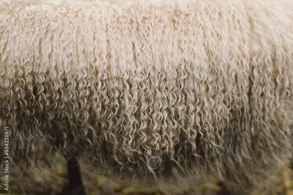 Sheep skin texture. Sheepskin Background. White wool texture background ...