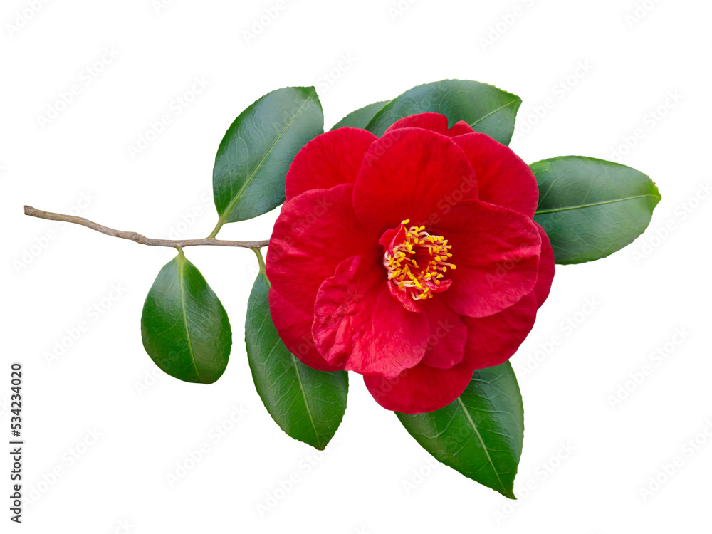Póster Red camellia semi-double form open flower and leaves isolated ...
