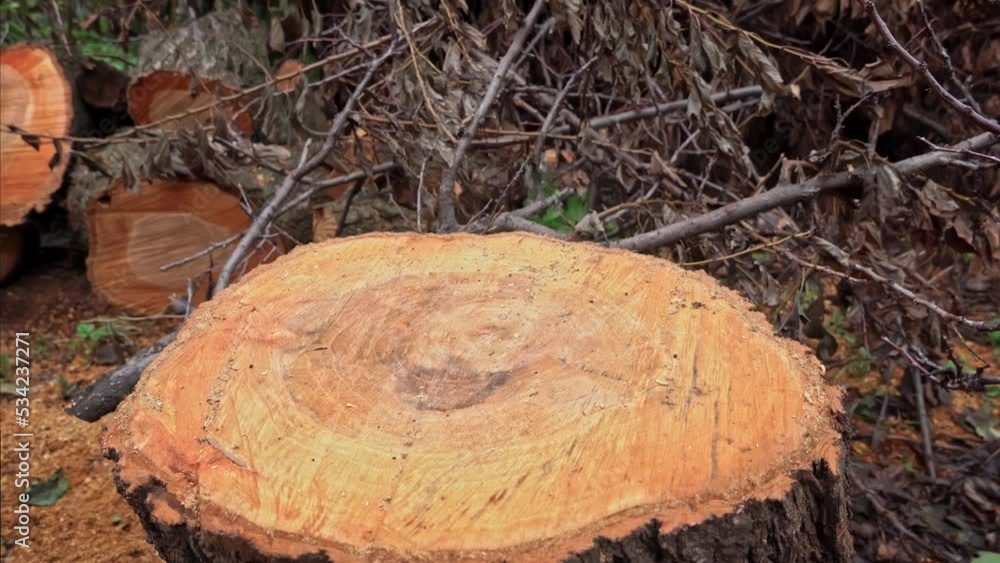 Vídeo do Stock: Beautiful cut of a tree after a saw cut of a woodcutter ...