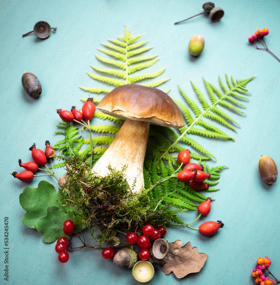 Boletus edulis on ferns with rose fruits, moss and acorns. Mushroom ...