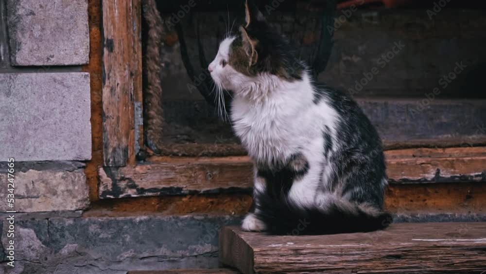Homeless and dirty kitten sits with a sad muzzle. The problem of ...