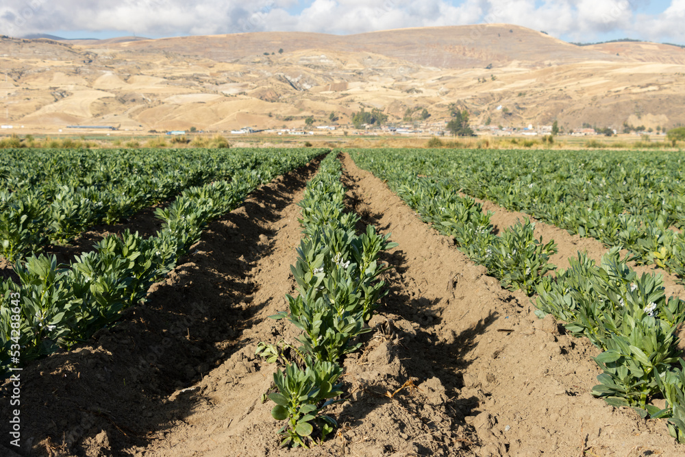 Surcos de cultivo de alimentos en campo agrícola Stock Photo | Adobe Stock