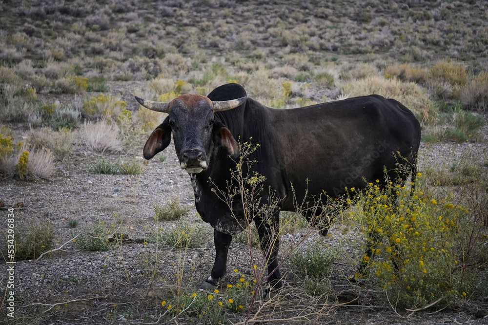 Buey americano a un lado de una tipica carretera norteamericana Stock ...
