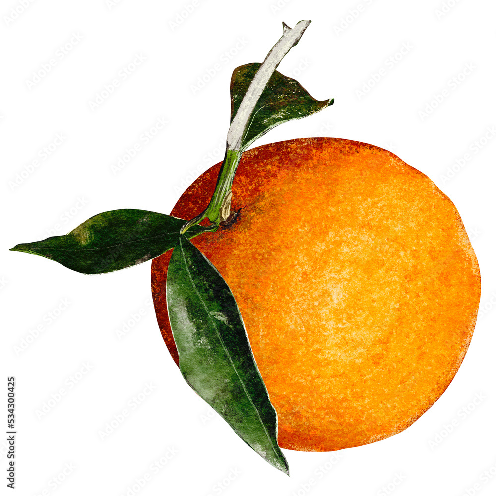 hand-drawn realistic orange clipart isolated on white background Stock ...