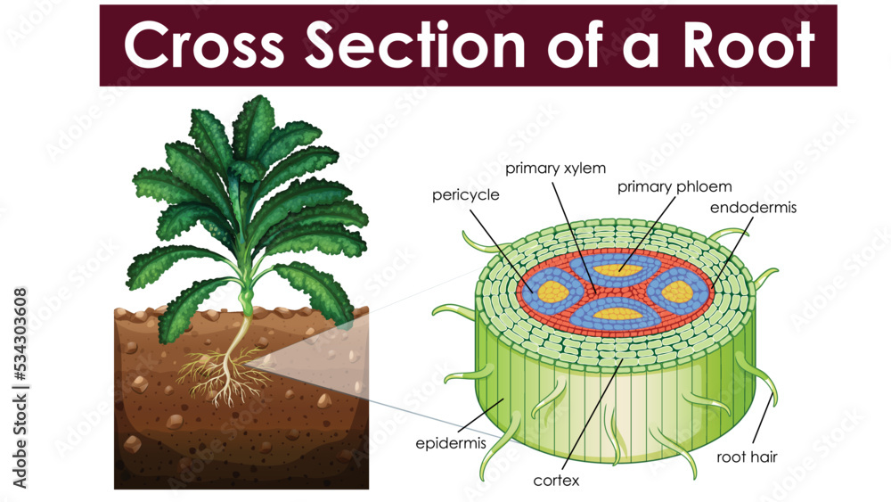 Diagram Showing Cross Section Of A Root Stock Vector Adobe Stock
