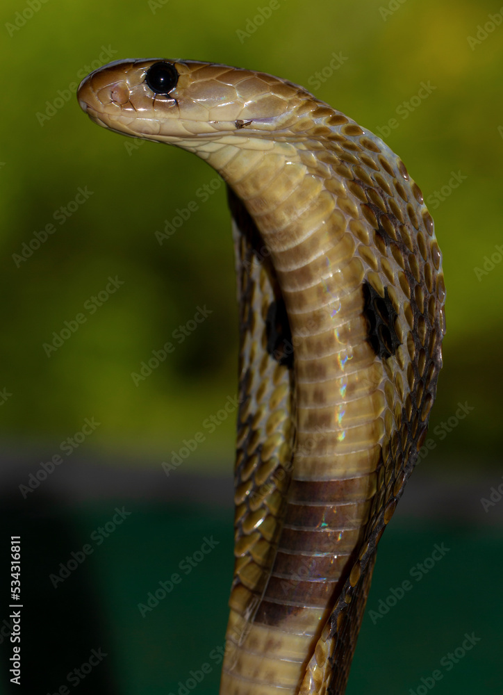 Close up of a snake with hits hood spread to scare predators as a ...