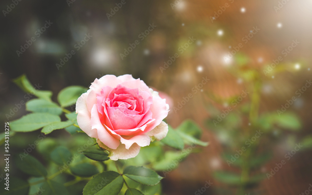 A rose that is illuminated by the light creates a beautiful picture ...