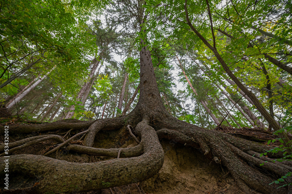 big old spruce tree with huge roots Stock Photo | Adobe Stock