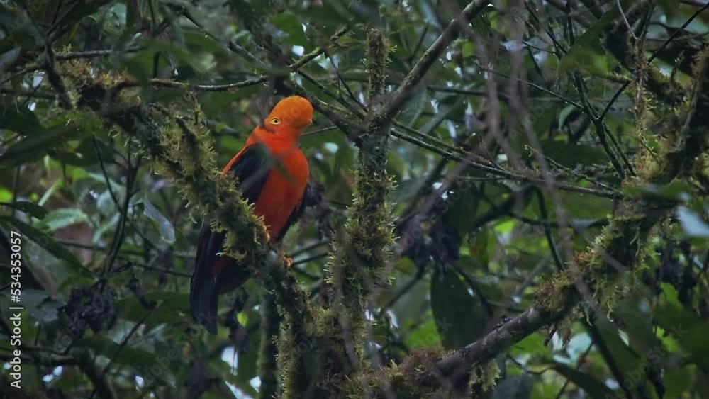 Vidéo Stock Andean cock-of-the-rock (Rupicola peruvianus), also tunki ...