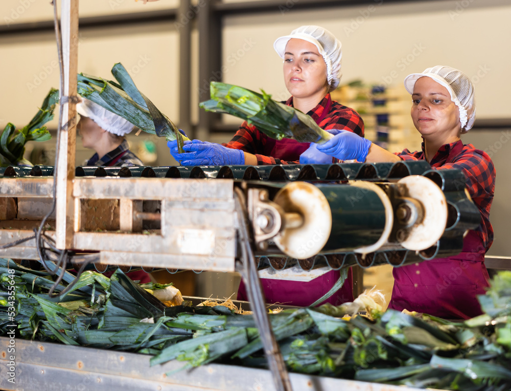 Women working in vegetable processing factory, controlling process of ...