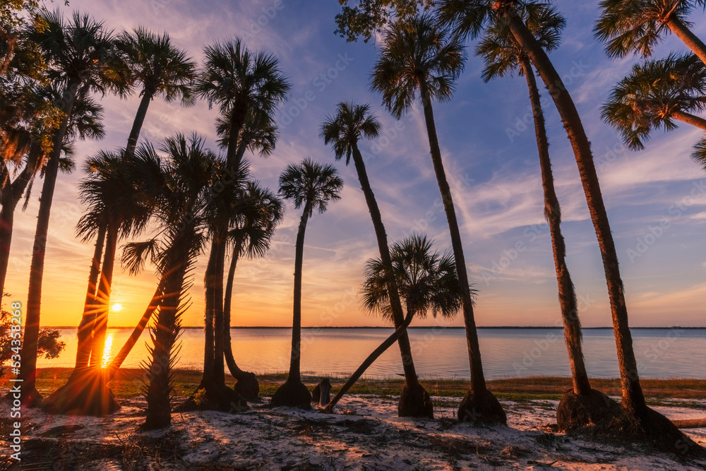Sable palm tree silhouetted along shoreline of Harney Lake at sunset ...