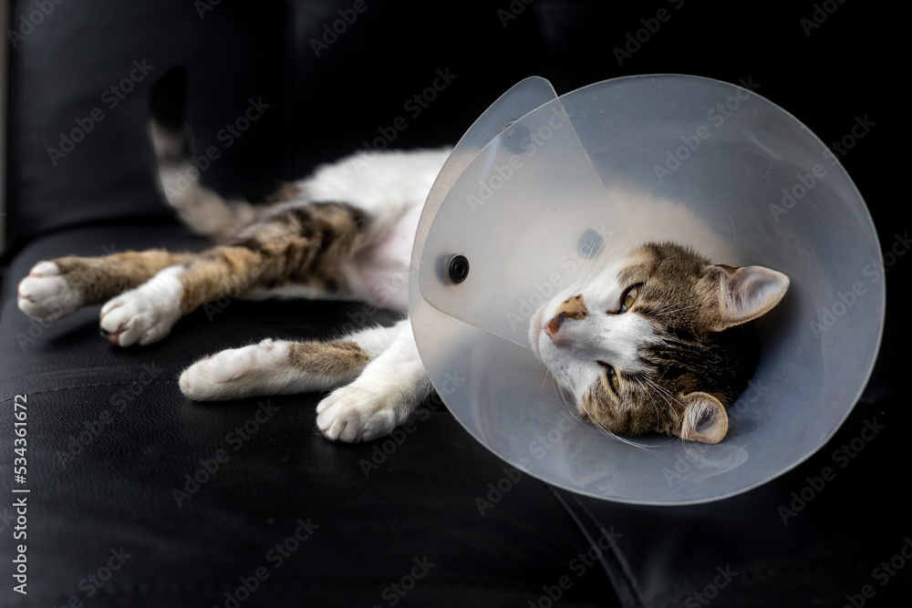 Sick cat lying down with a plastic collar on its head to prevent the ...
