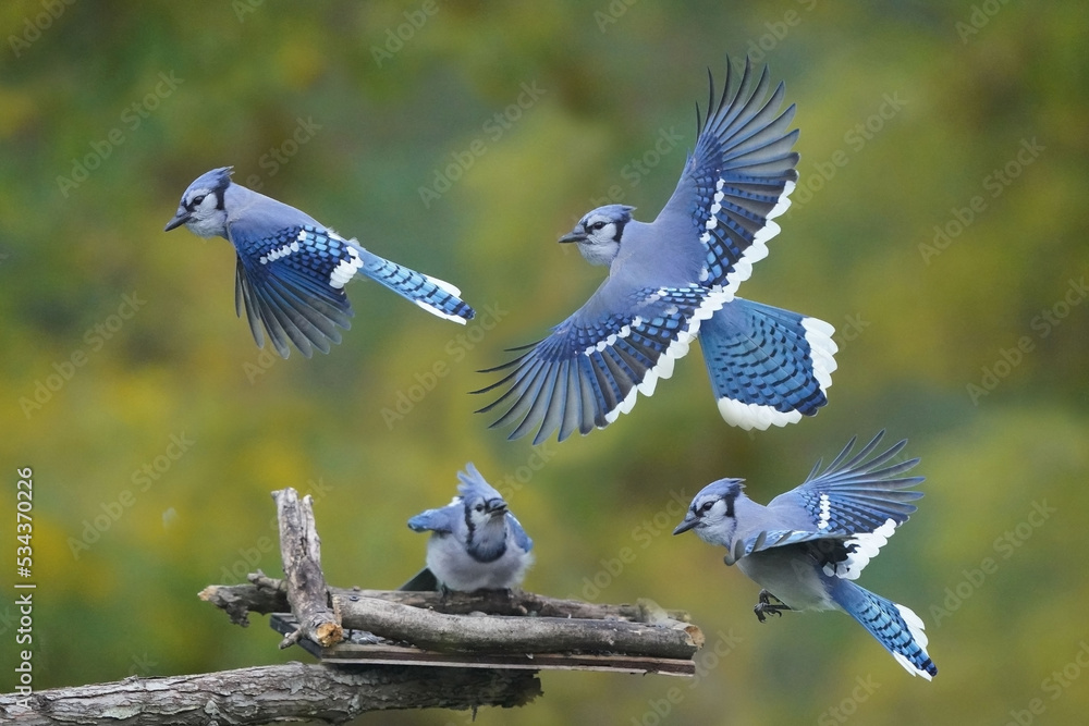 Blue Jay Fighting