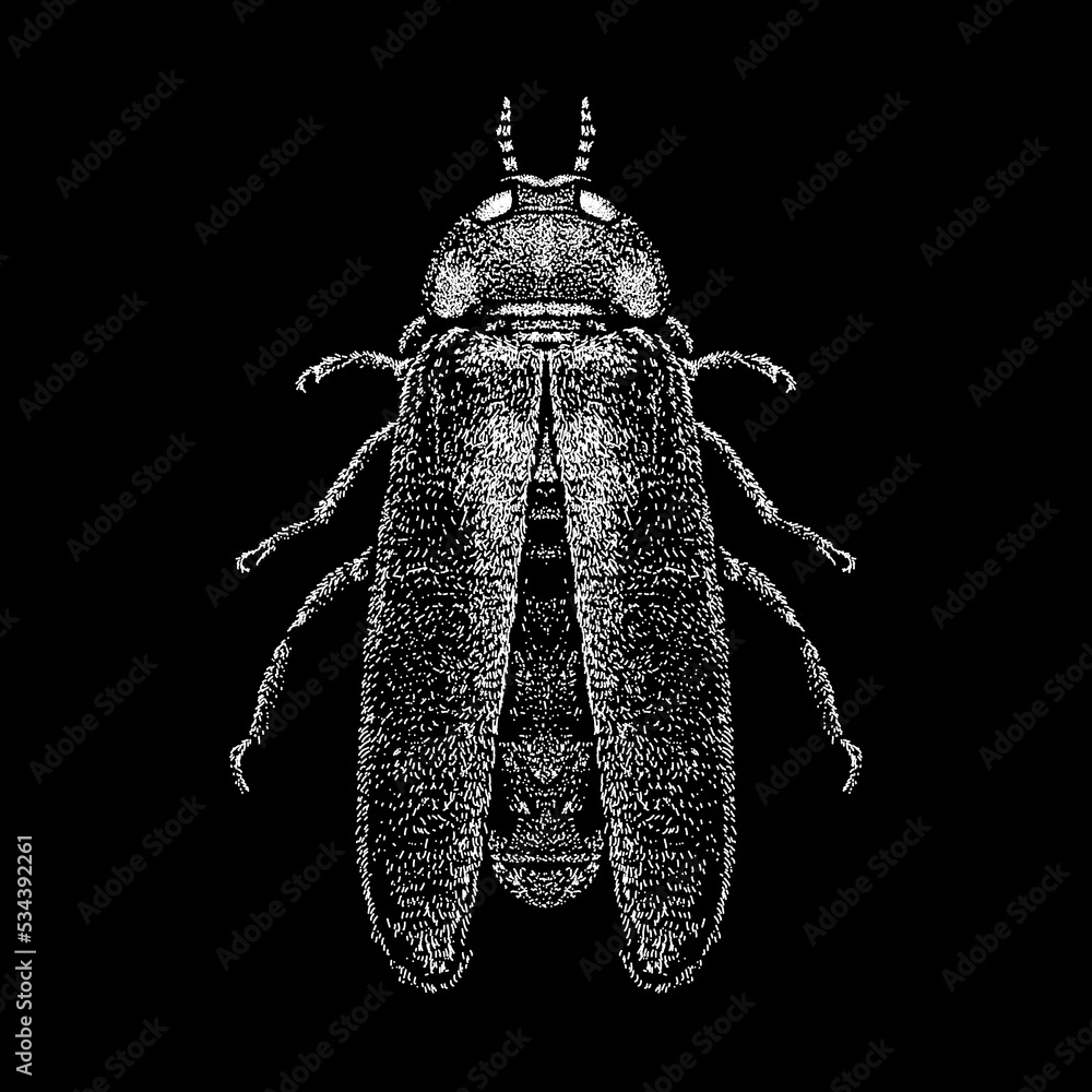 Firefly hand drawing vector illustration isolated on black background ...