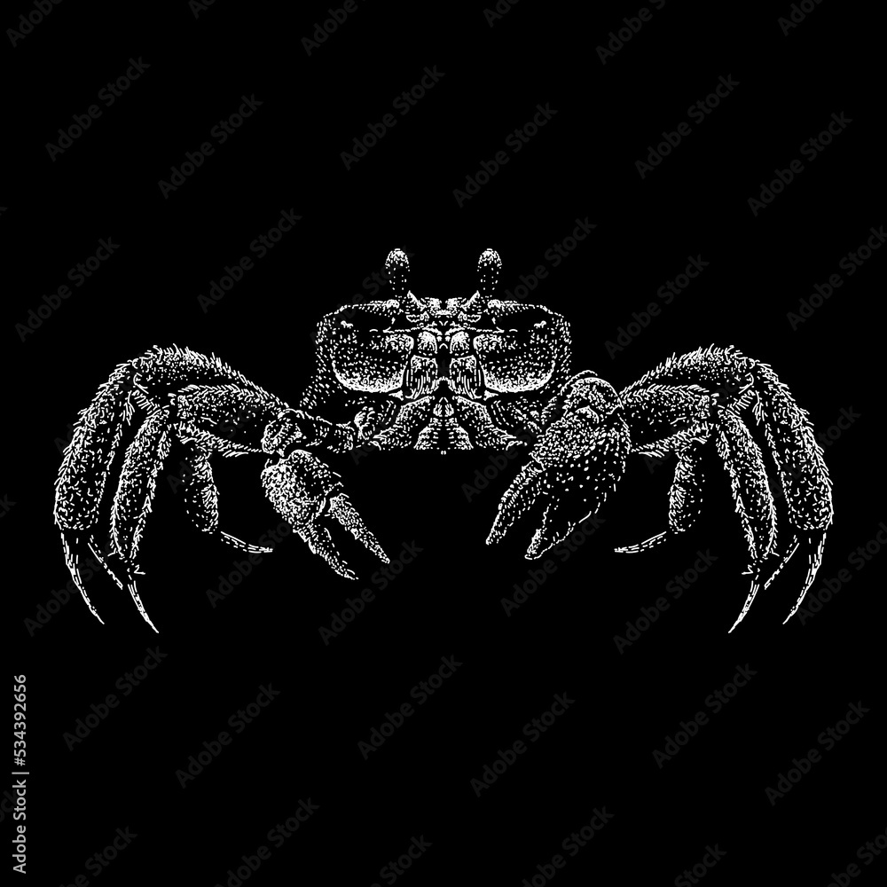 Ghost Crab hand drawing vector illustration isolated on black ...