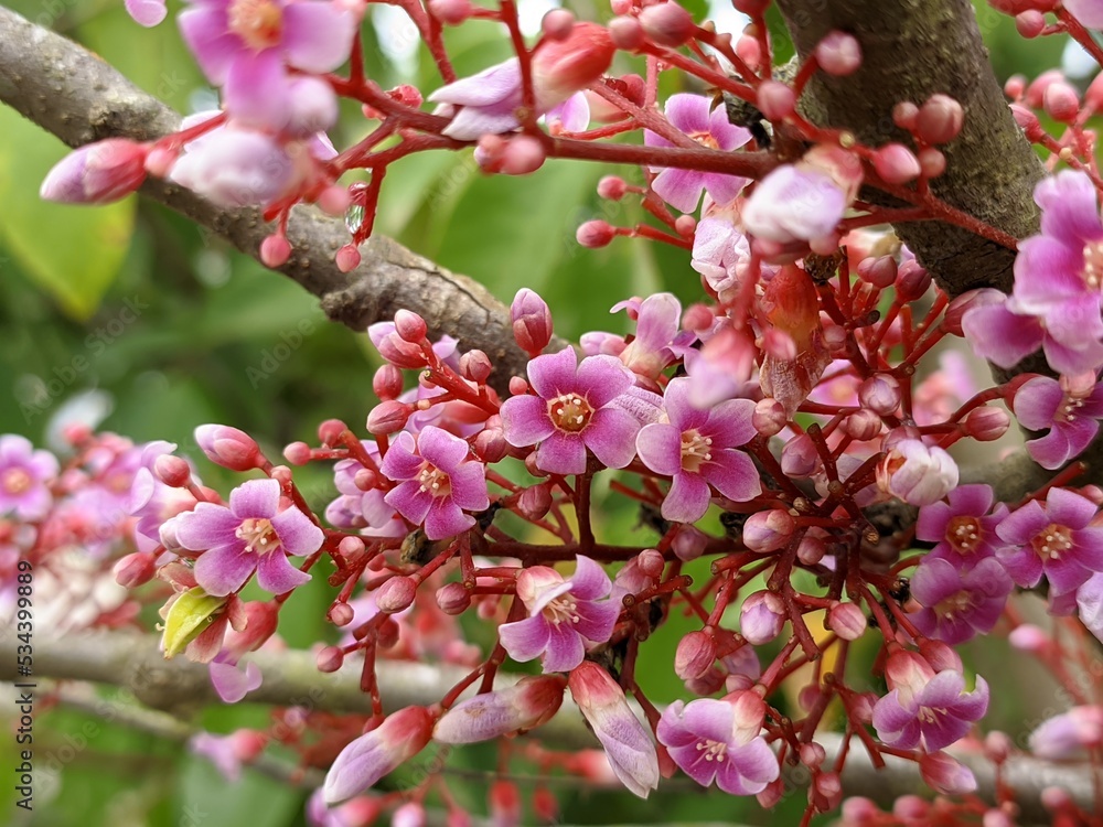 Starfruit Flower