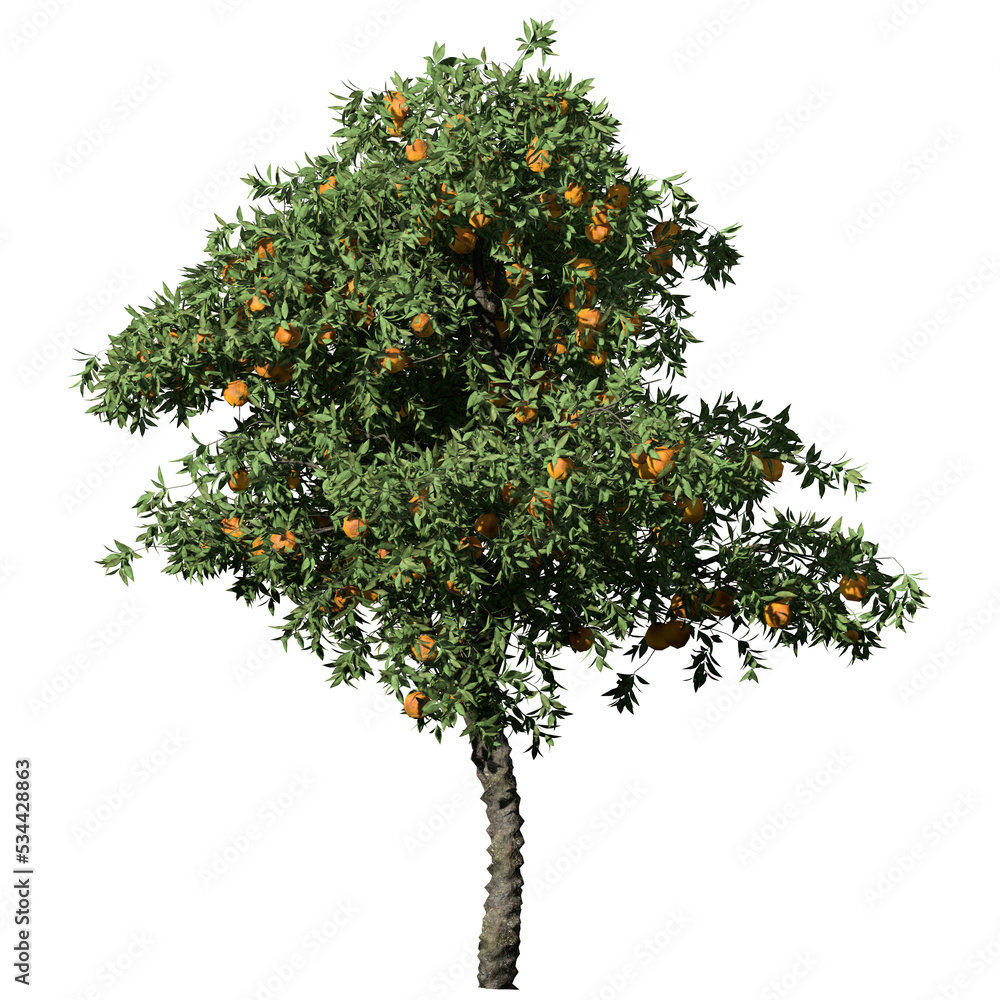 Photo & Art Print Orange Tree – Front View, Elathi