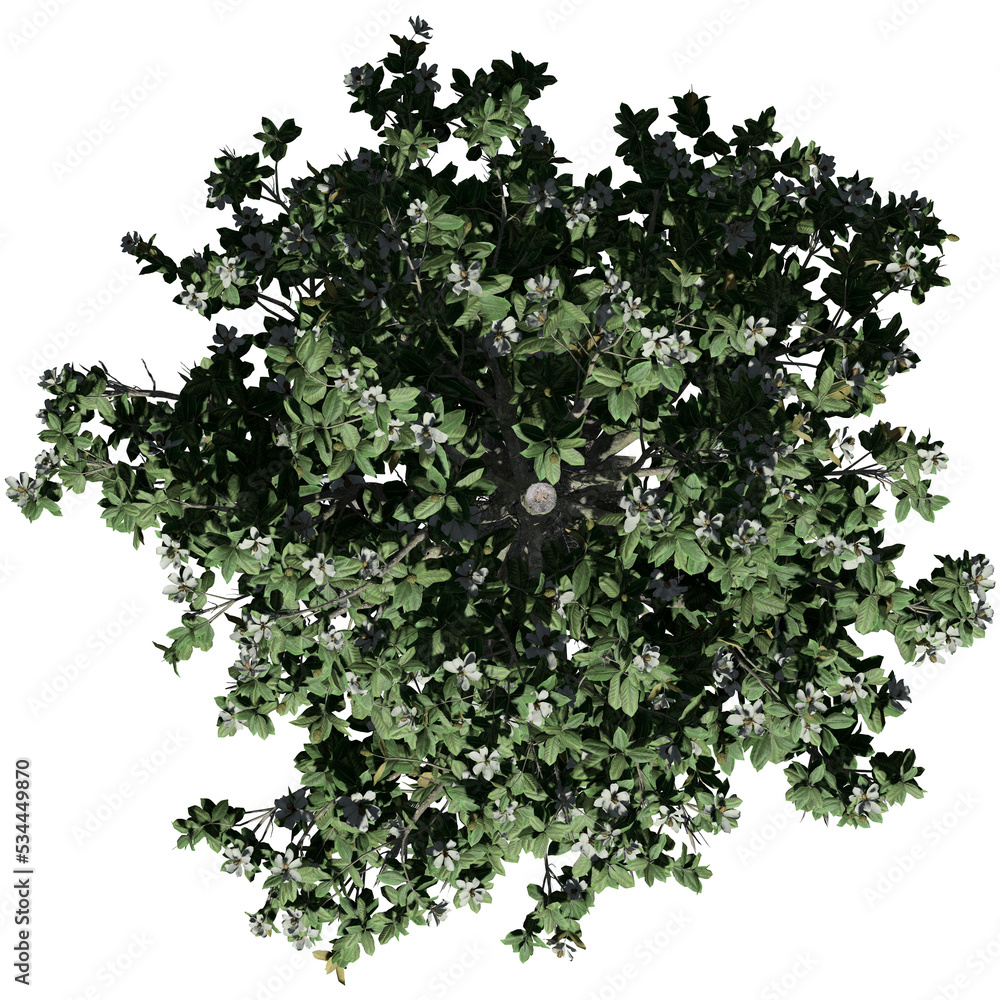 Southern Magnolia Tree – Top View Stock Photo | Adobe Stock