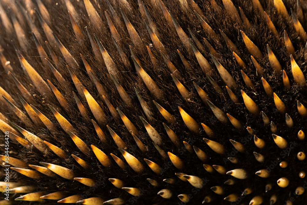 A close up shallow depth of field macro photo of the hair and quill ...