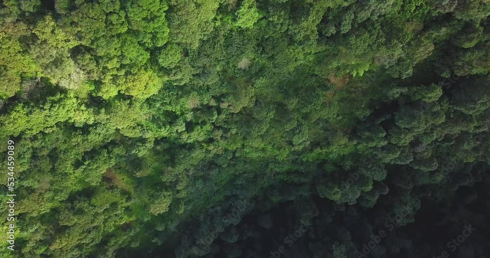 Overhead drone video of tree top of dense Tropical rain forest trees ...