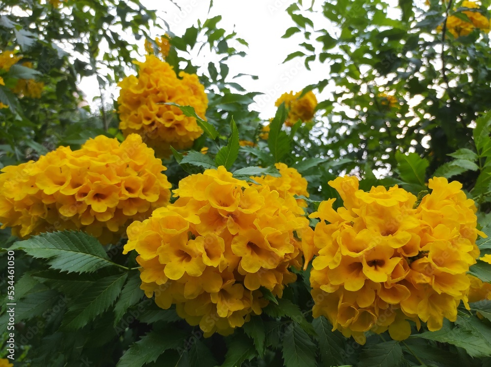 Yellow elder or Tecoma stans is a species of flowering perennial shrub ...