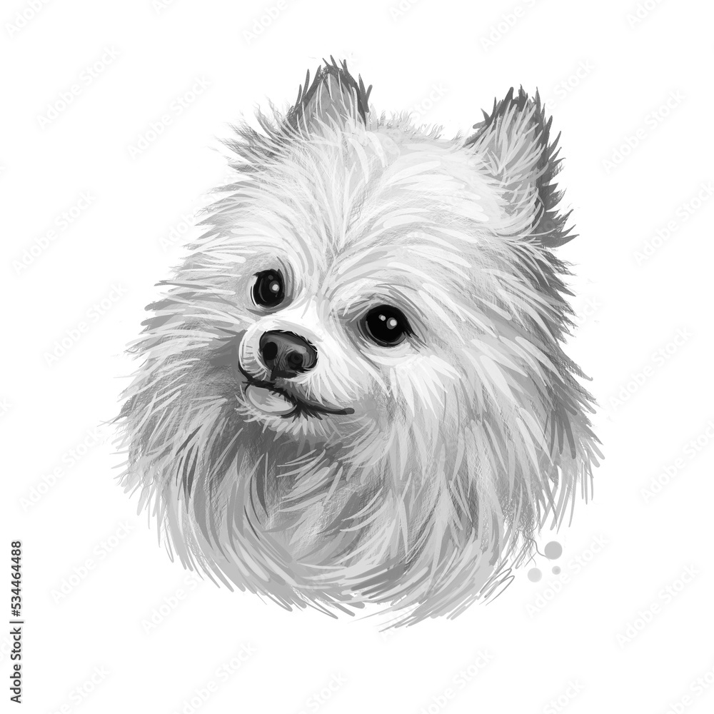 Japanese Spitz dog digital art illustration isolated on white ...